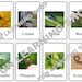 16 Insects, Bugs Flashcards / Image Cards for Kids, Preschoolers ...