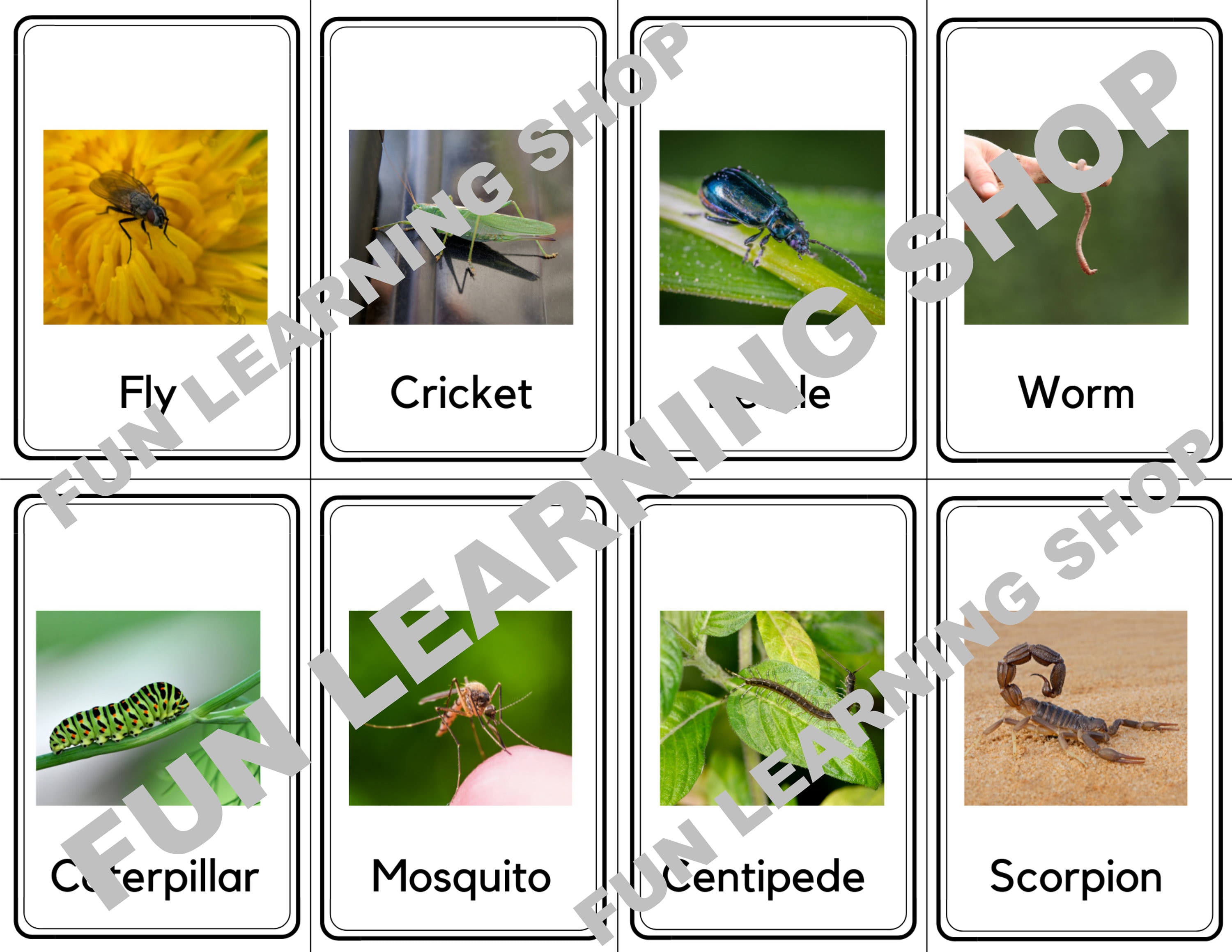 16 Insects, Bugs Flashcards / Image Cards for Kids, Preschoolers ...