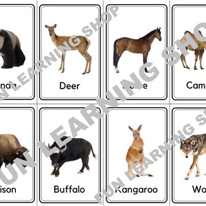 32 Wild Animals Flashcards / Image Cards for Kids. Nomenclature Cards ...