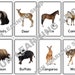 32 Wild Animals Flashcards / Image Cards for Kids. Nomenclature Cards ...