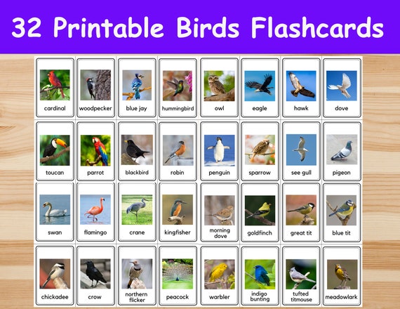 32 Birds Flashcards / Image Cards for Kids Preschoolers. | Etsy