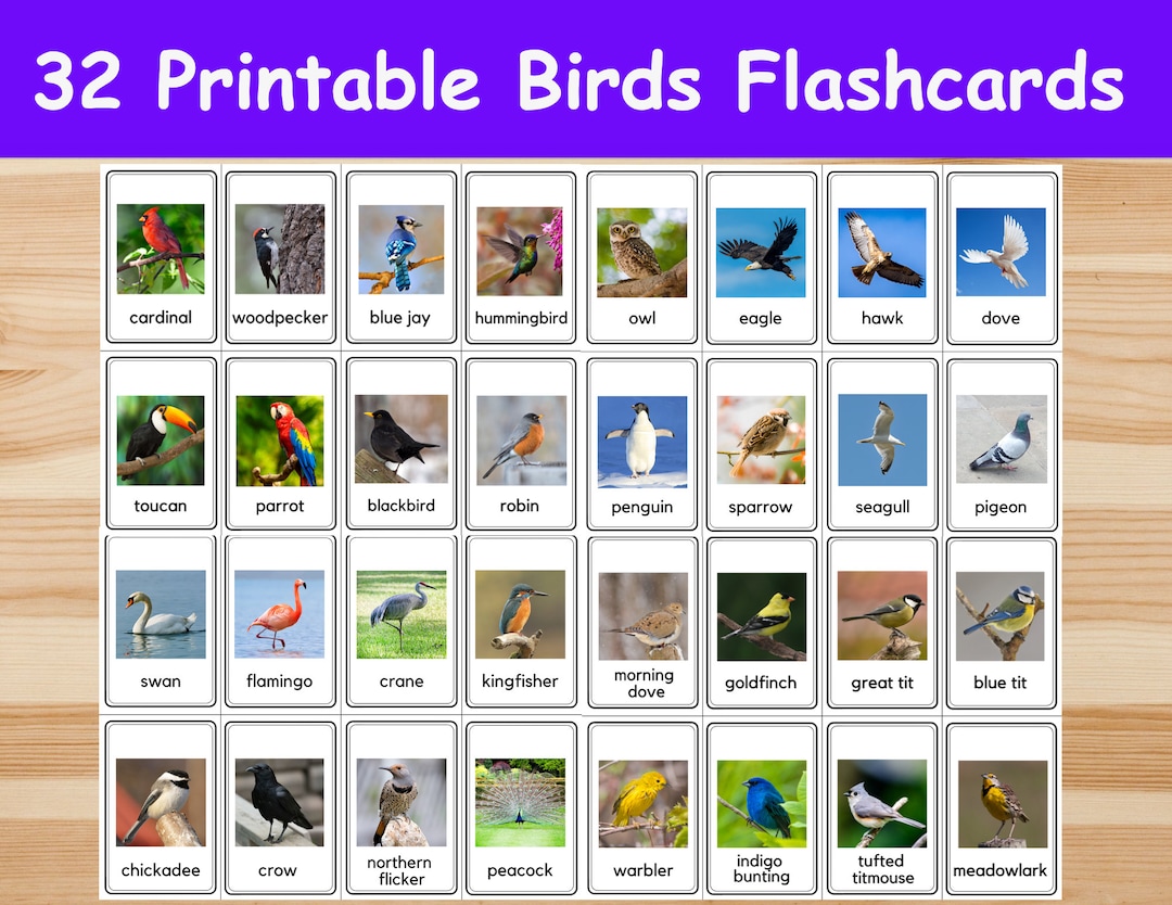32 Birds Flashcards / Image Cards for Kids, Preschoolers. Nomenclature ...