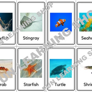 16 Sea Animals Flashcards / Image Cards for Kids, Preschoolers ...