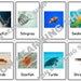 16 Sea Animals Flashcards / Image Cards for Kids, Preschoolers ...