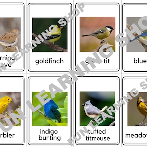 32 Birds Flashcards / Image Cards for Kids, Preschoolers. Nomenclature ...