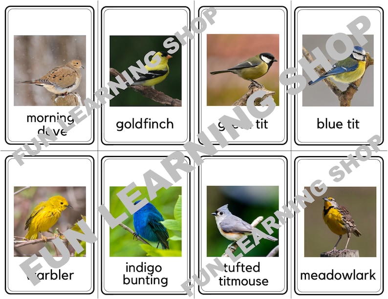 32 Birds Flashcards / Image Cards for Kids, Preschoolers. Nomenclature ...