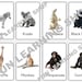 32 Wild Animals Flashcards / Image Cards for Kids. Nomenclature Cards ...