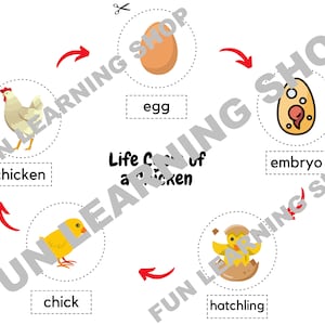Life Cycle of a Chicken / Flash Cards, Image Cards for Kids ...