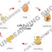 Life Cycle of a Chicken / Flash Cards, Image Cards for Kids ...
