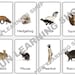 32 Wild Animals Flashcards / Image Cards for Kids. Nomenclature Cards ...