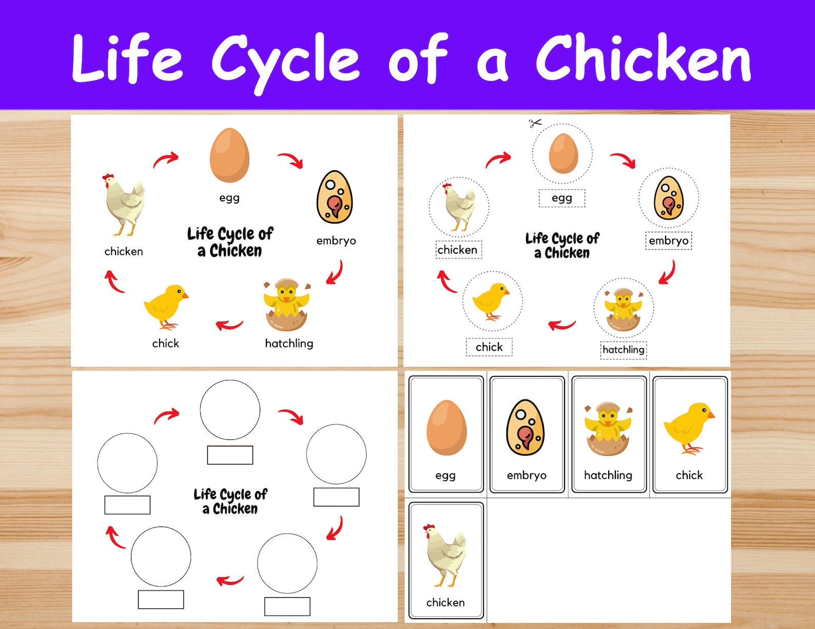 Chicken Life Cycle Flash Cards, Printable Activity (digital Download ...