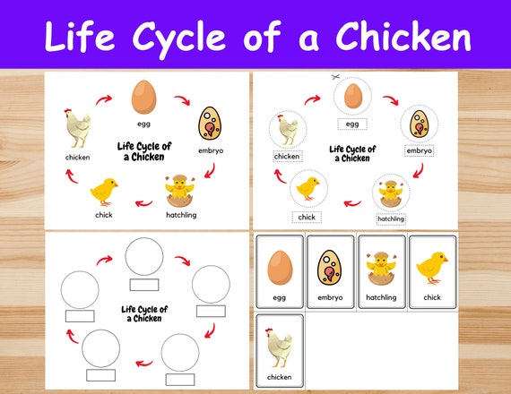 Life Cycle of a Chicken / Flash Cards Image Cards for Kids - Etsy