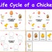Life Cycle of a Chicken / Flash Cards, Image Cards for Kids ...