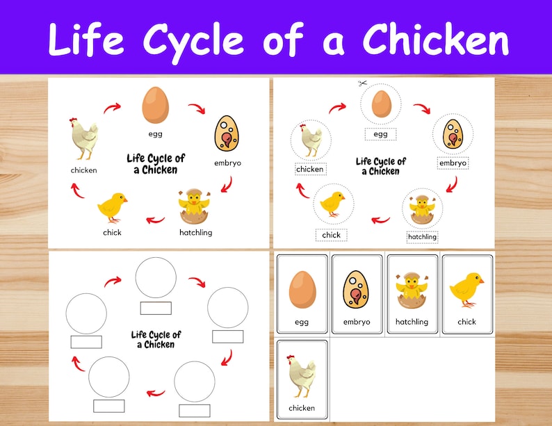 Life Cycle of a Chicken / Flash Cards, Image Cards for Kids ...