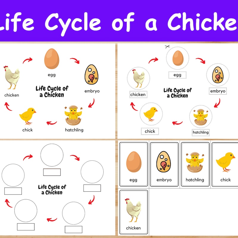 Chicken Life Cycle Printable - Etsy