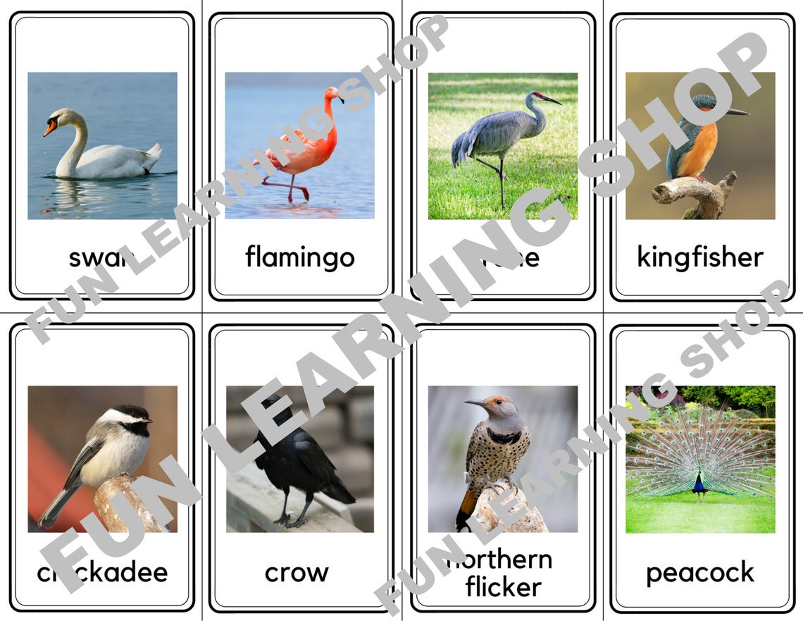 32 Birds Flashcards / Image Cards for Kids, Preschoolers. Nomenclature ...
