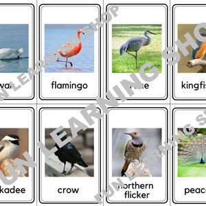 32 Birds Flashcards / Image Cards for Kids, Preschoolers. Nomenclature ...