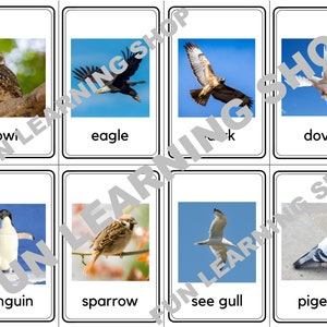 32 Birds Flashcards / Image Cards for Kids Preschoolers. | Etsy