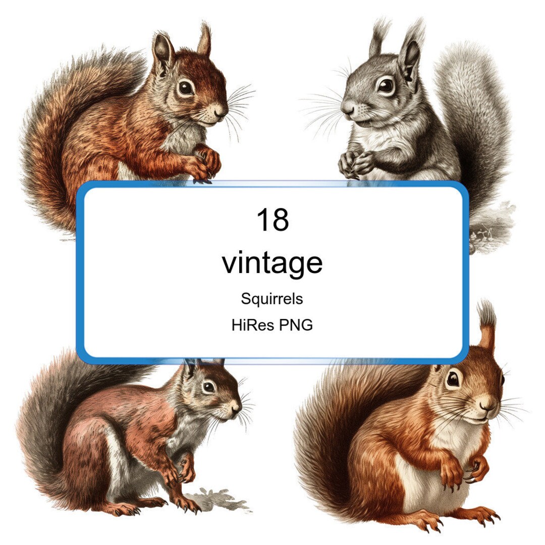 18 Squirrel Portraits as Printable PNG Clipart Bundle for - Etsy