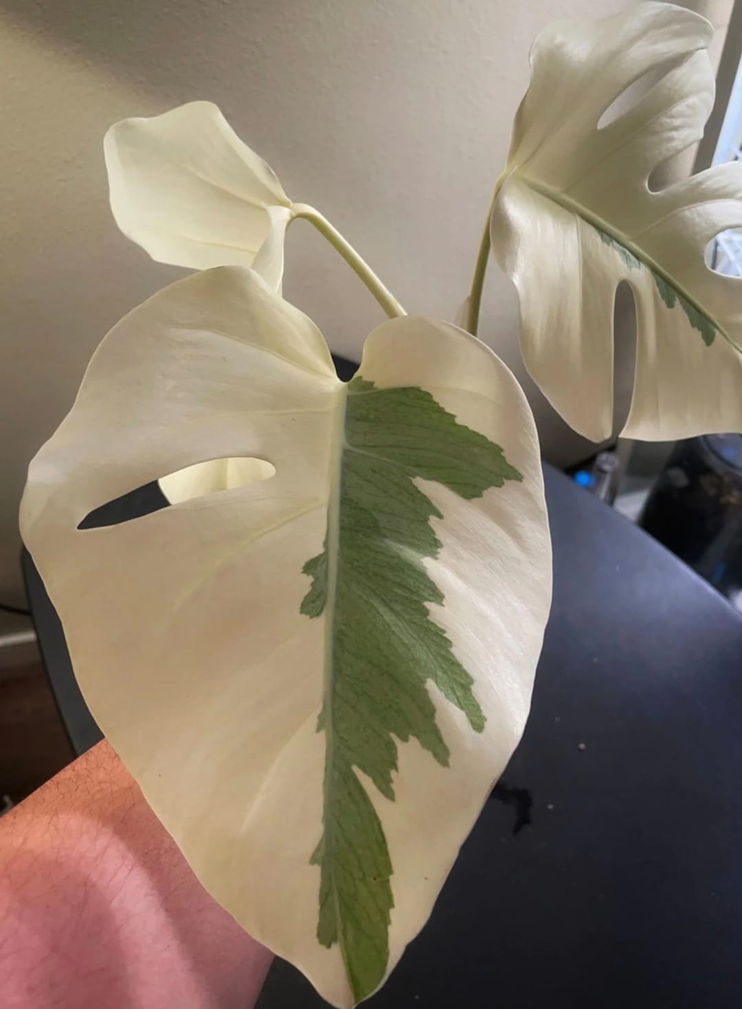 Monstera Deliciosa White Monster XXL Rooted Variegated Potted - Etsy