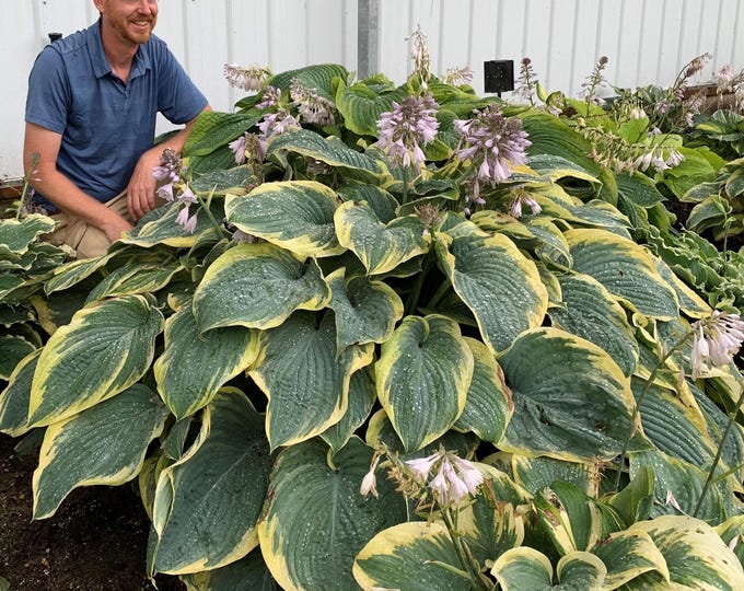 Hosta 'gigantosaurus' PP35135 SHADOWLAND® Collection - Etsy