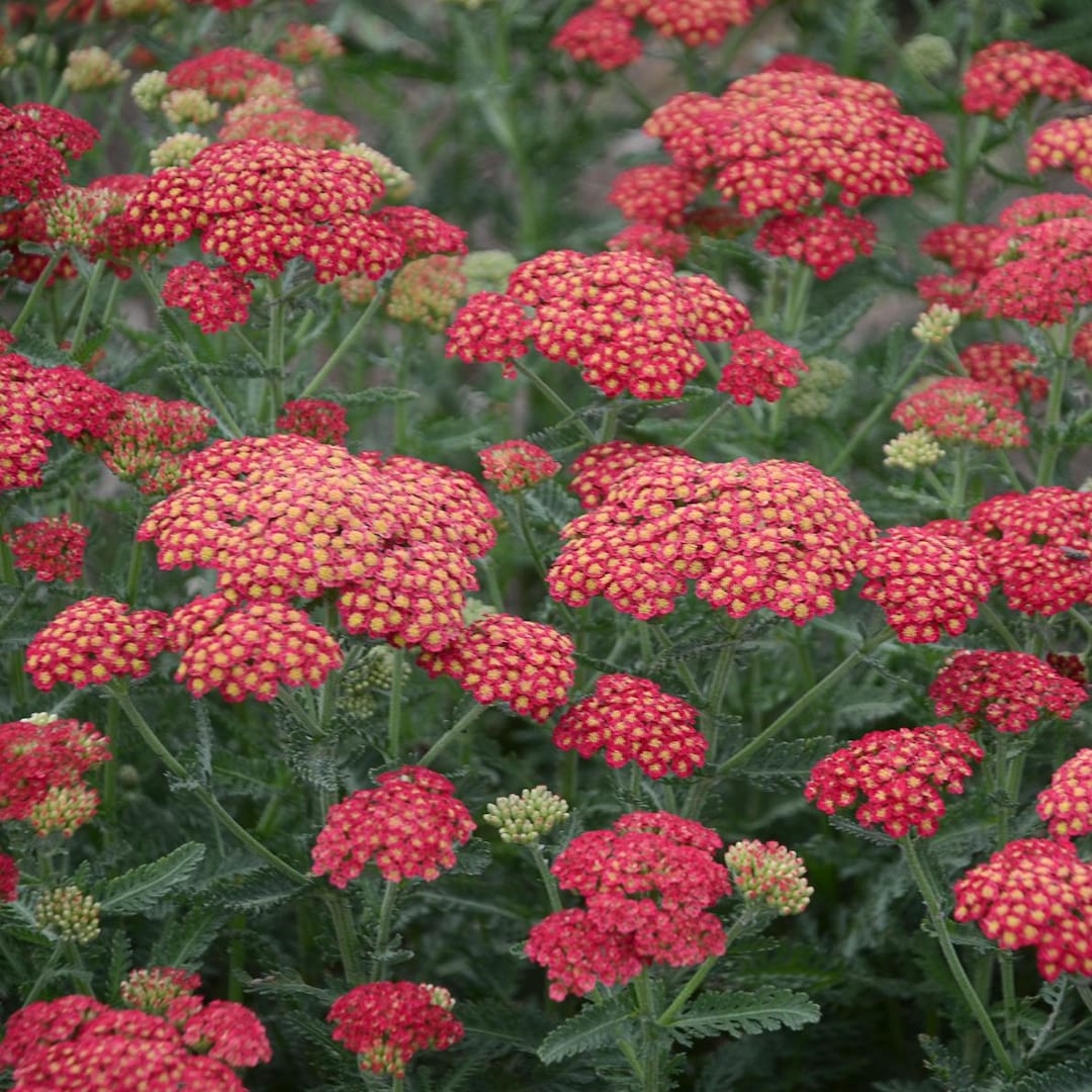 Achillea 'firefly Red Pop' PP36061 Firefly Collection - Etsy