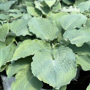 Hosta 'diamond Lake' PP30769 SHADOWLAND® Collection - Etsy