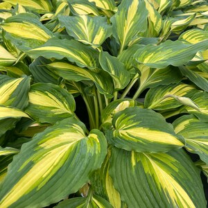 Hosta 'love Story' PP34224 SHADOWLAND® Collection - Etsy
