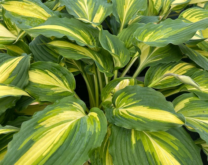 Hosta 'love Story' PP34224 SHADOWLAND® Collection - Etsy