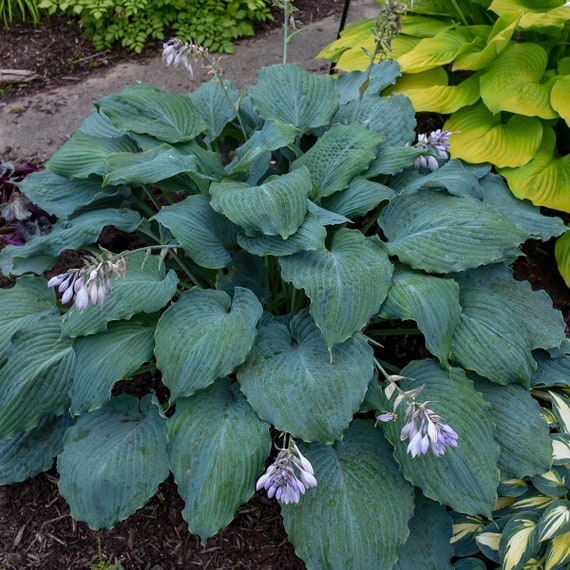 Hosta 'Diamond Lake' PP30769 SHADOWLAND® Collection | Etsy