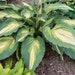 Hosta 'love Story' PP34224 SHADOWLAND® Collection - Etsy
