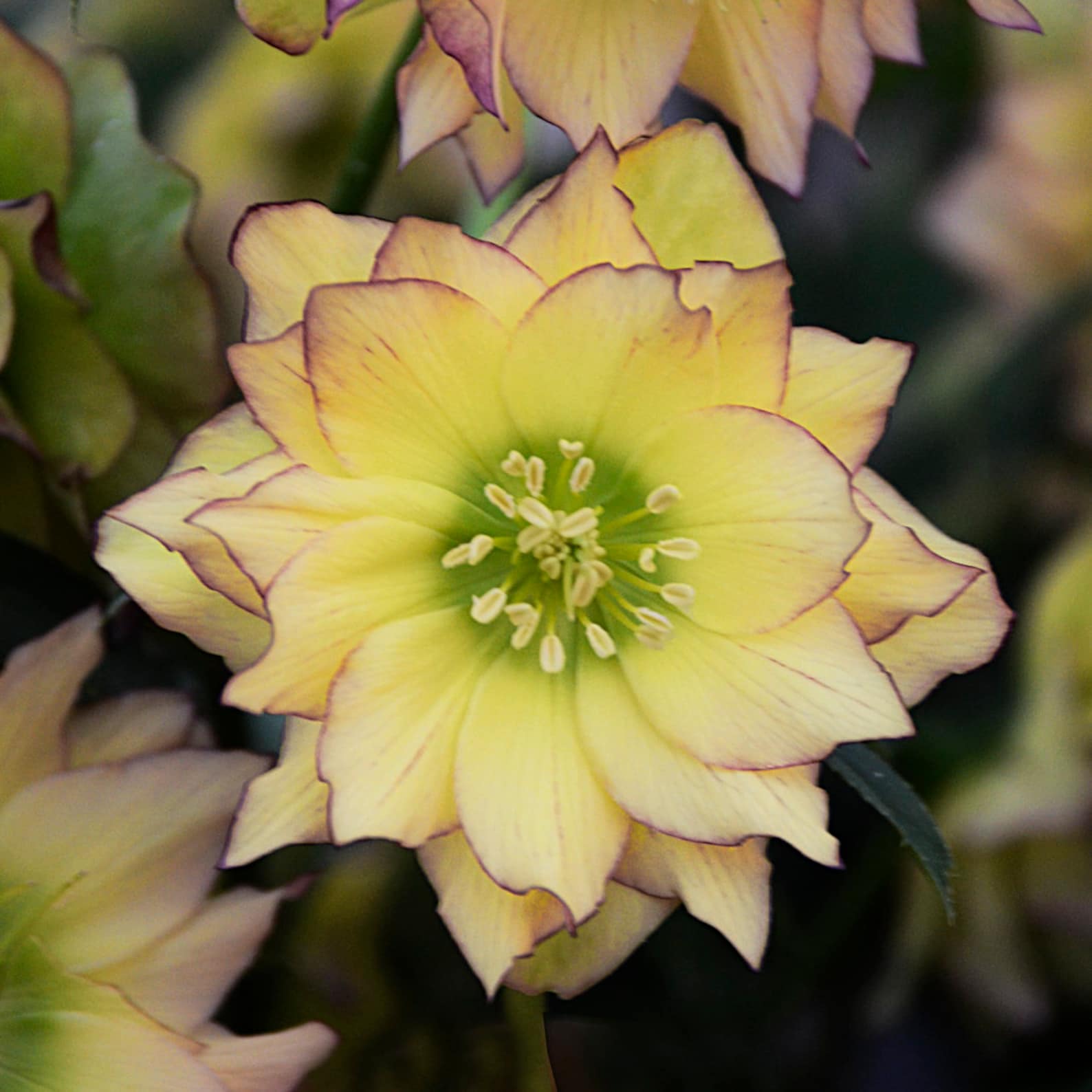 Helleborus ‘first Dance' WEDDING PARTY® Series - Etsy