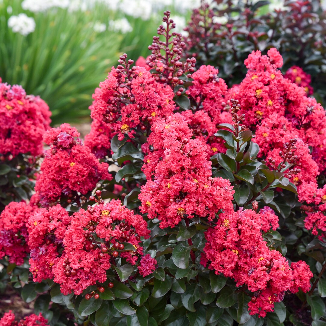 Lagerstroemia 'cherry Mocha' PP28281 BARISTA® Collection - Etsy