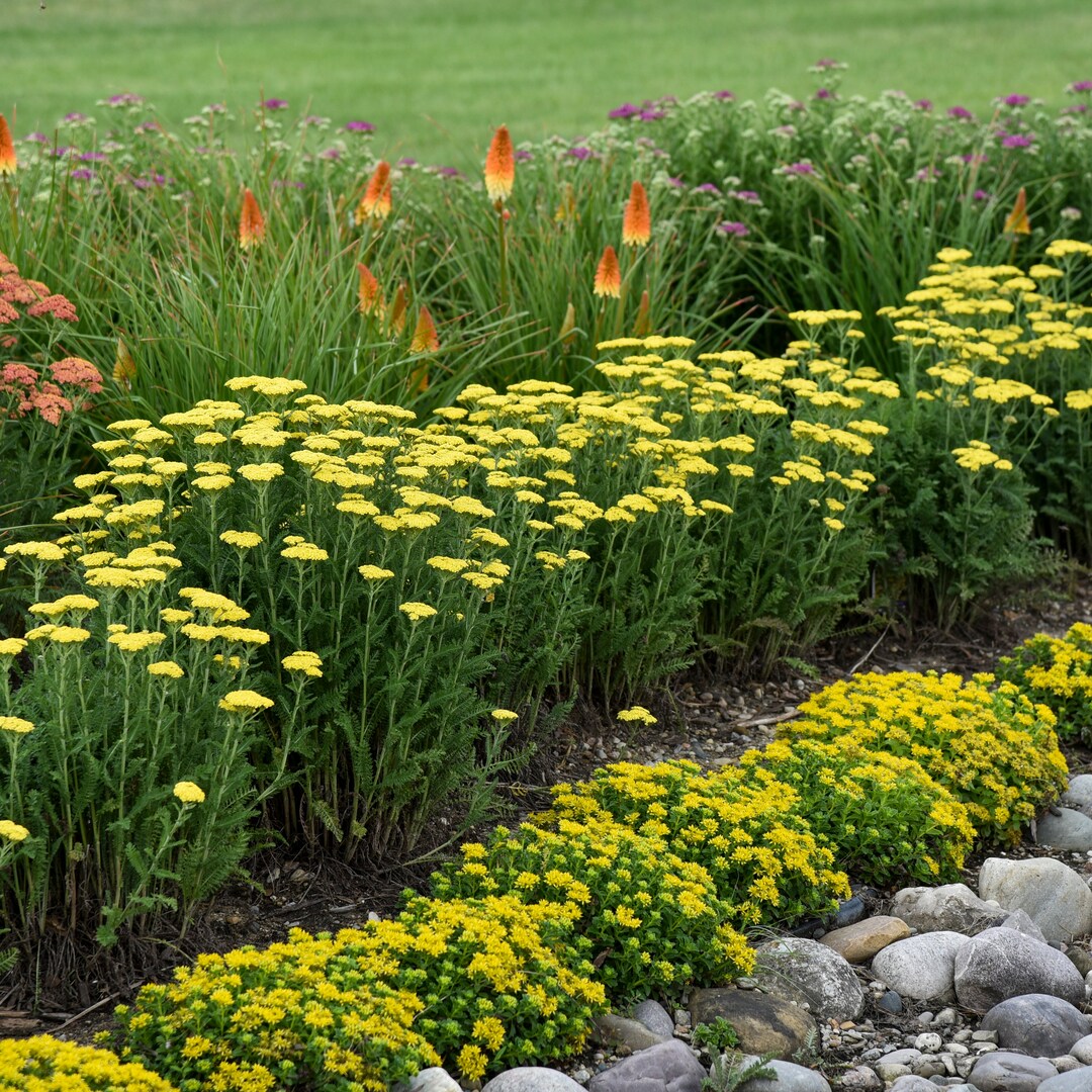Achillea 'firefly Sunshine' PP32403 Firefly Collection - Etsy