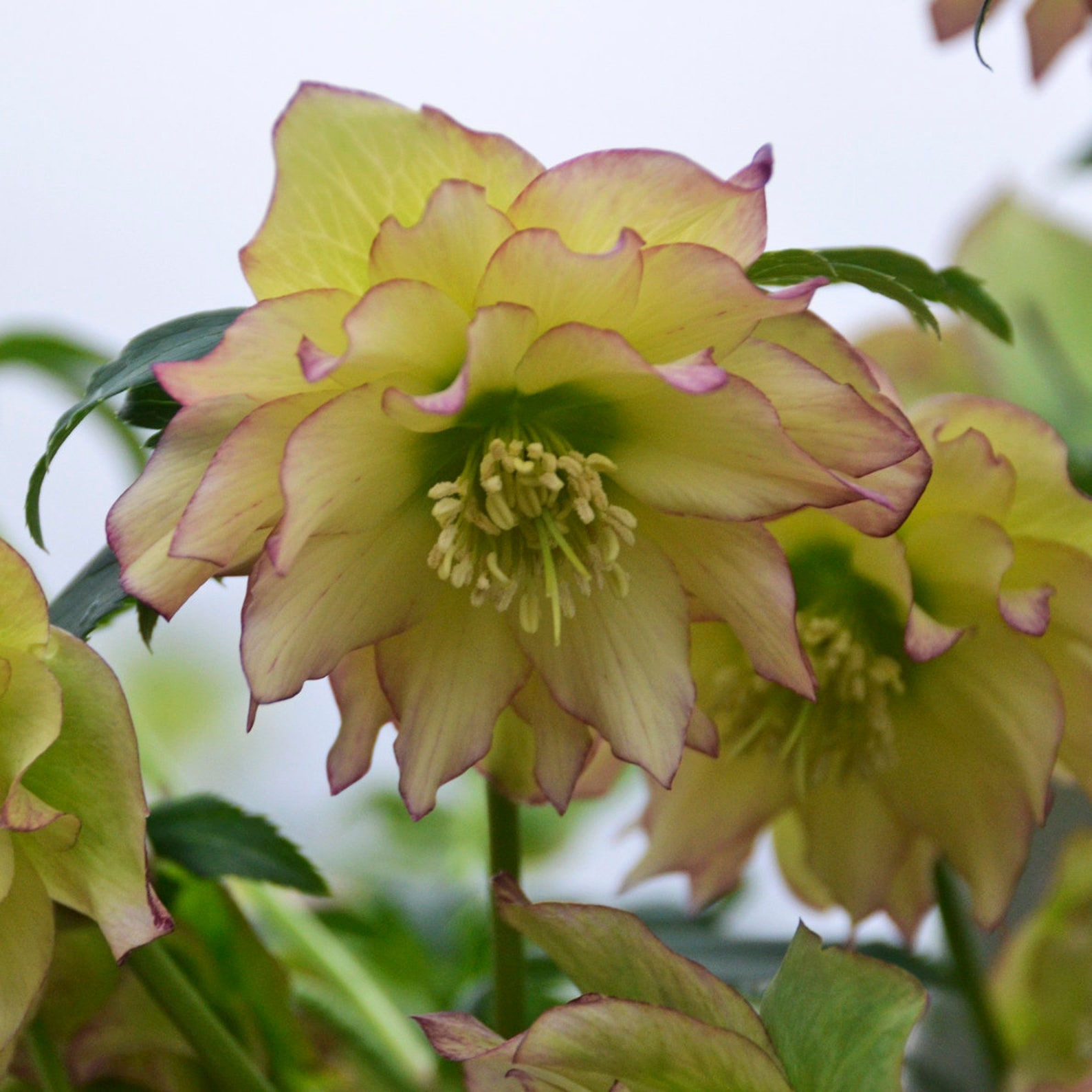 Helleborus ‘first Dance' WEDDING PARTY® Series - Etsy