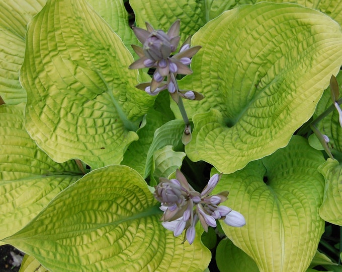 Hosta 'coast to Coast' PP26469 SHADOWLAND® Collection - Etsy