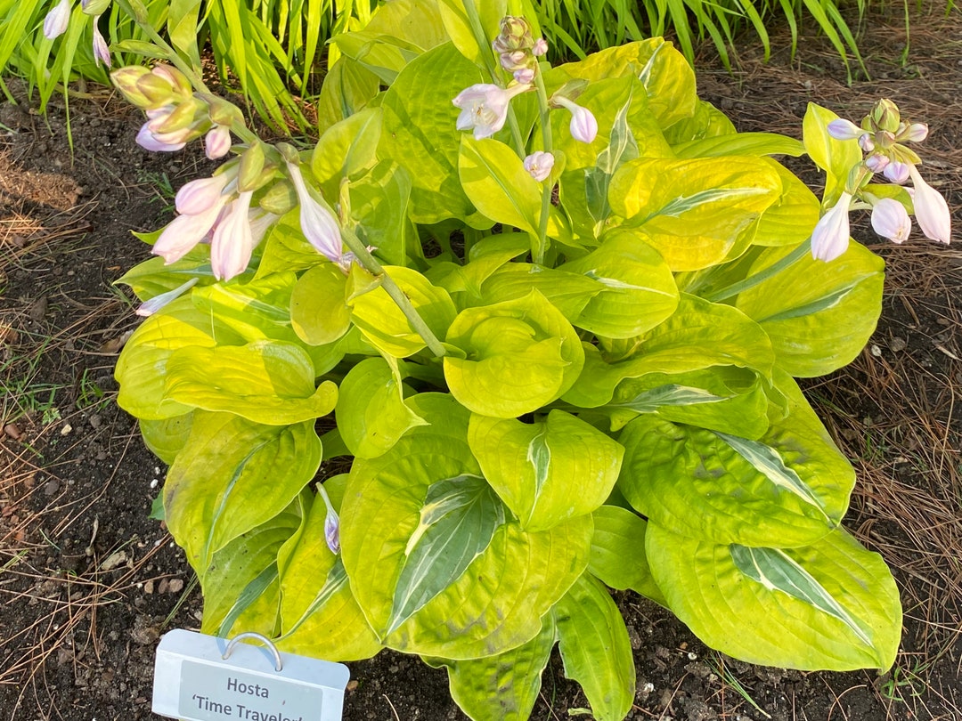 Hosta 'time Traveler' - Etsy