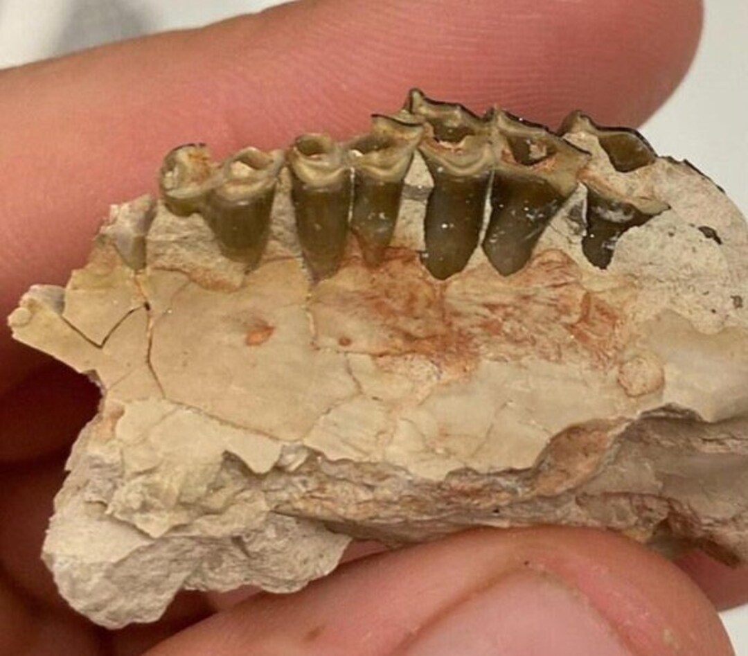 Fossilized Oreodont Jaw Bone - Unique Paleontological Specimen - Etsy