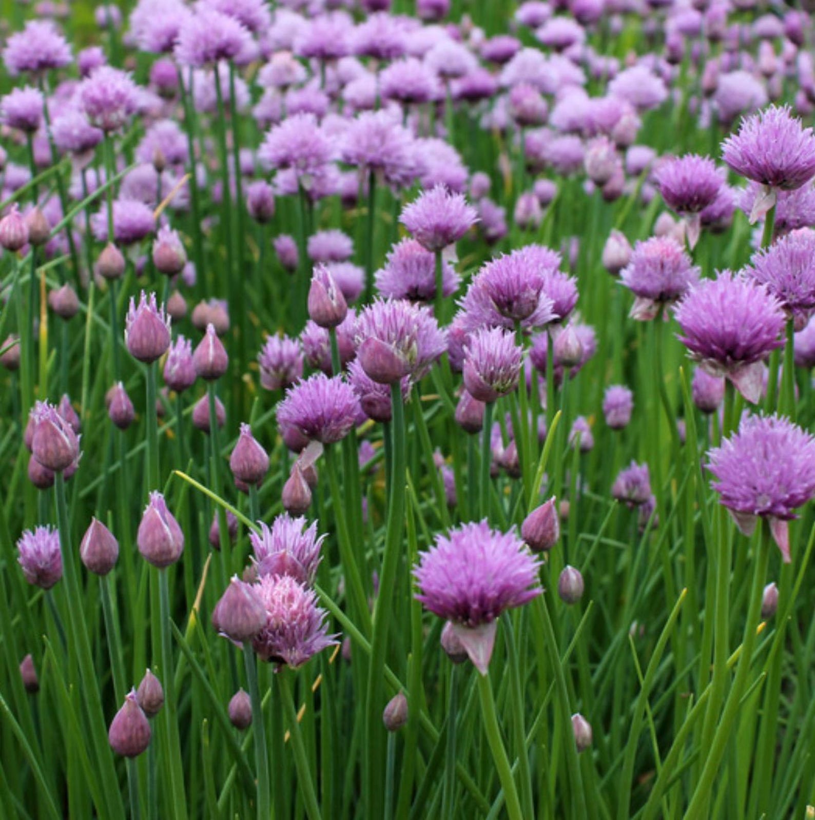 Chive Seeds Edible Purple Flowers - Etsy