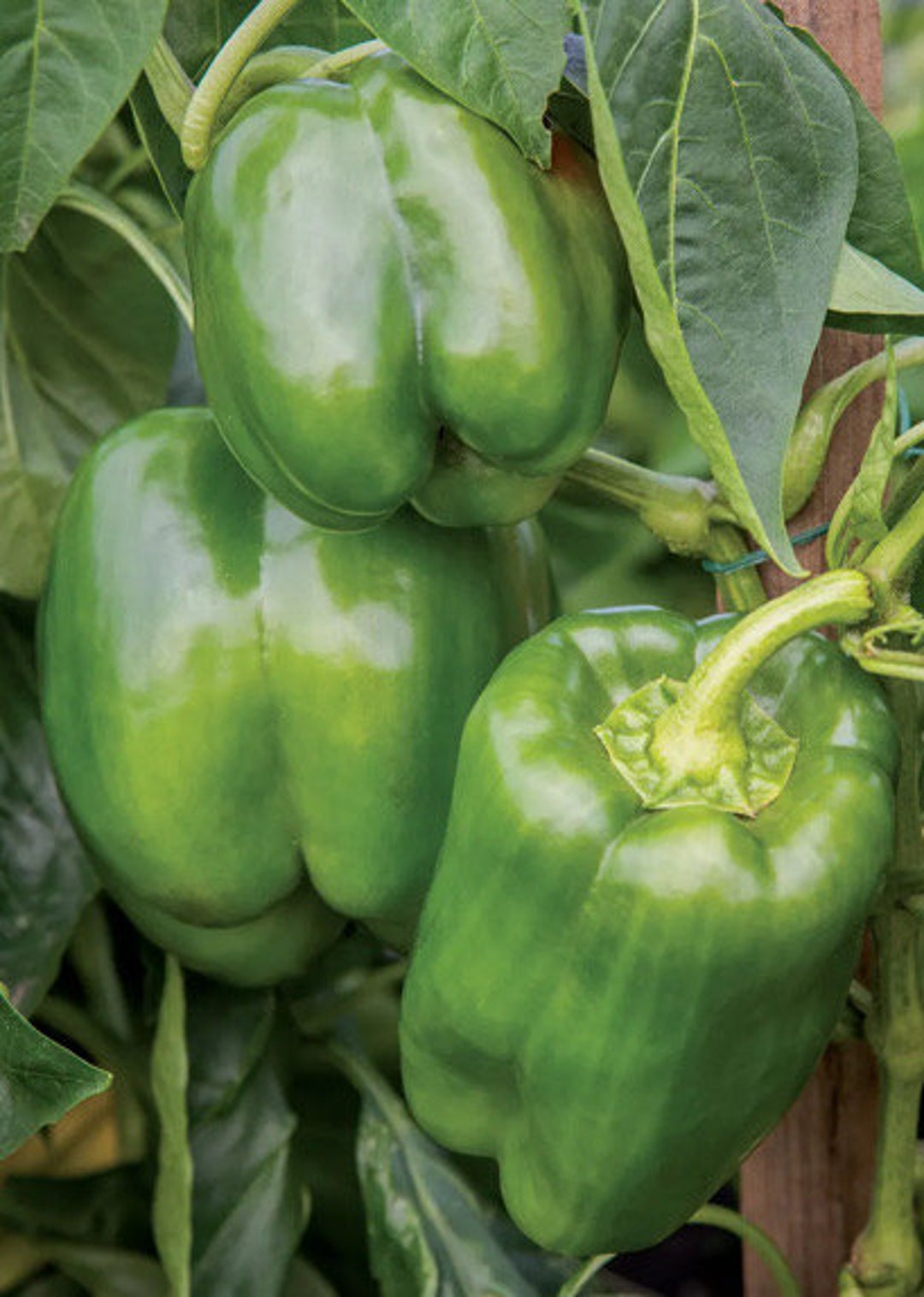 Pepper Seeds Bellpepper Emerald Green Giant Sweet - Etsy