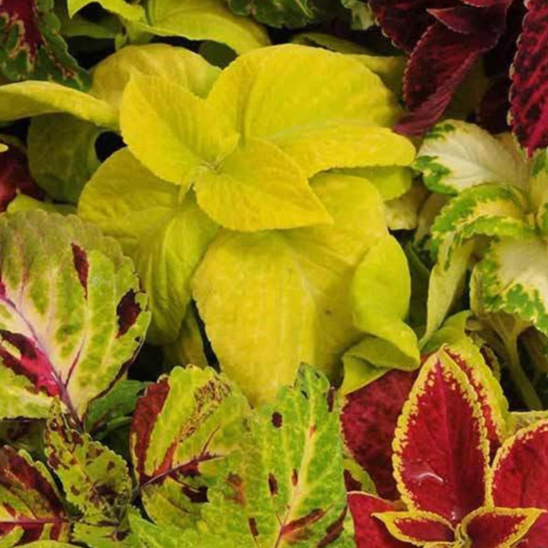 Coleus Seeds - Etsy