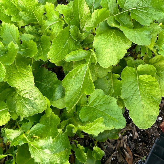 Hojas De Nabo En Un Jardín