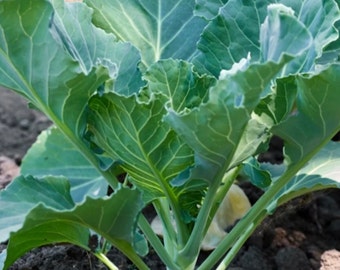 Morris Heading Collard Green Seeds Heirloom Non Gmo - Etsy