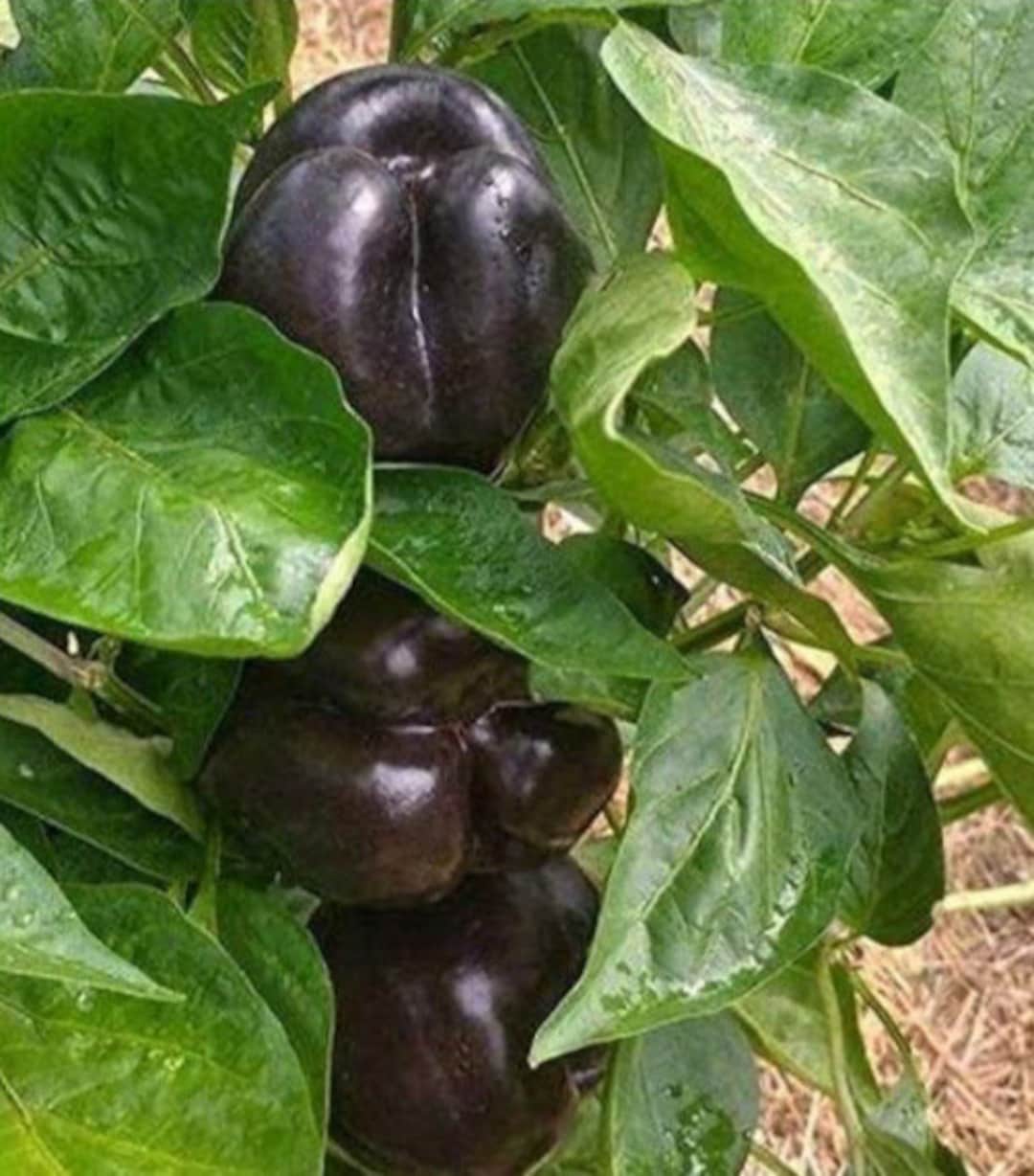 Bell Pepper Seeds Sweet Midnight Dream - Etsy