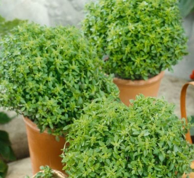 Dwarf Greek Basil Seeds - Etsy