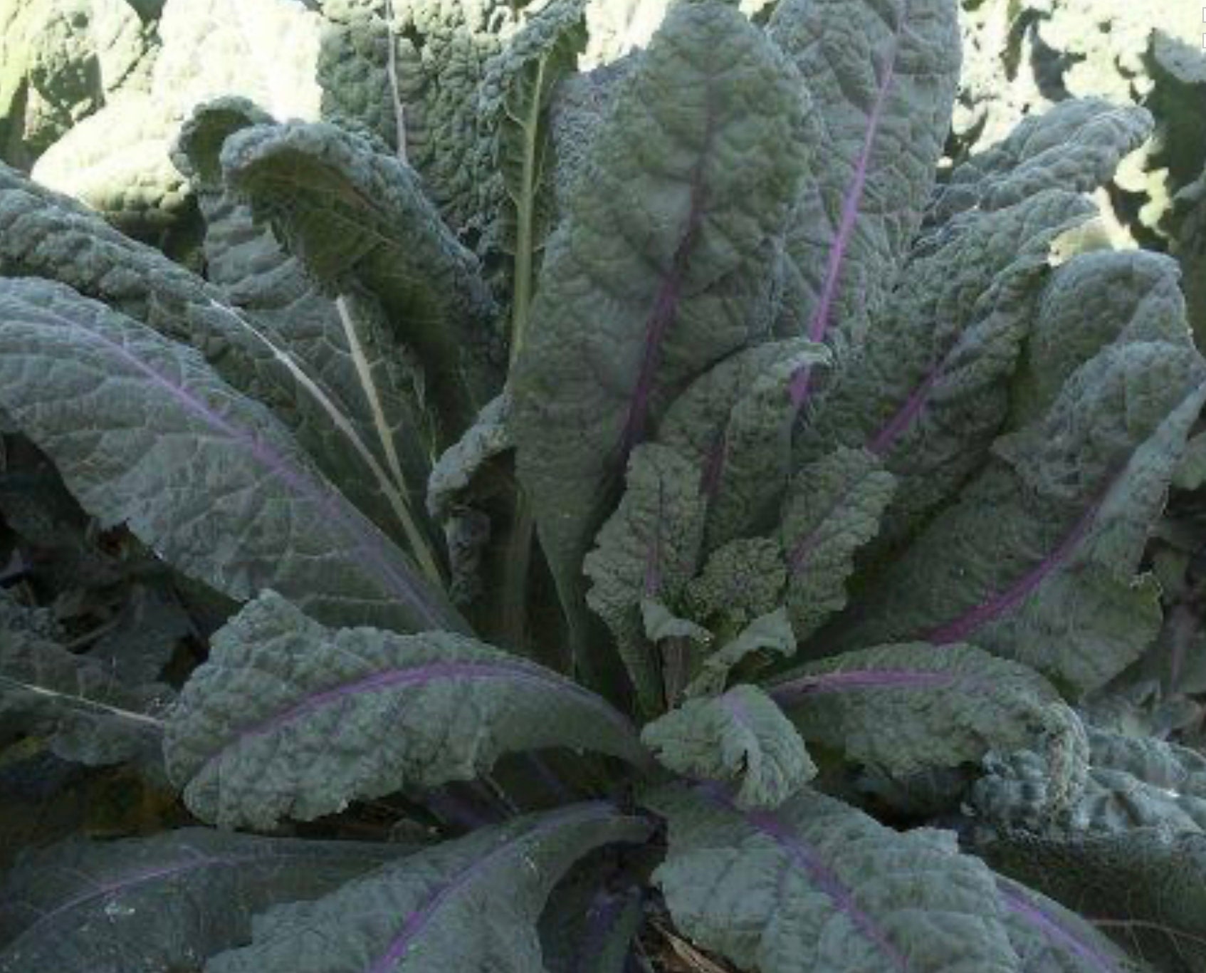 Kale Seeds Dazzling Blue - Etsy