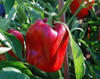Big Red Sweet Bell Pepper Seeds, Non-gmo, Open-pollinated - Etsy