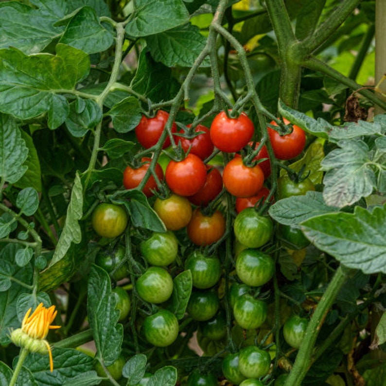 Tomato Seeds Cherry Super Sweet 100 - Etsy