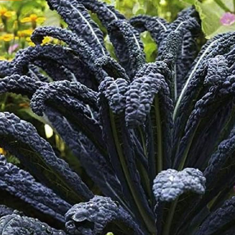 Kale Seeds - Etsy