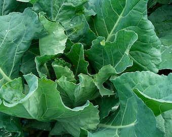 Morris Heading Collard Green Seeds Heirloom Non Gmo - Etsy